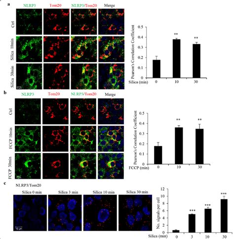 Silica And Fccp Rapidly Induce Nlrp3 Recruitment To Mitochondria In