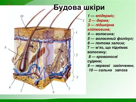 презентація до уроку Будова і функції шкіри