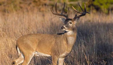 Deer Hunting Season MN 2023 2024 Is Here Get Ready For The Thrill Of A
