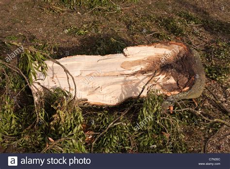 Rot Rotten High Resolution Stock Photography And Images Alamy