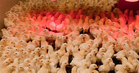 Targan Announces European Launch Of Automated Feather Sex