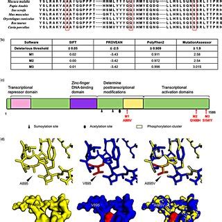 A Multiple Sequence Alignment Showing Evolutionary Conservation Of