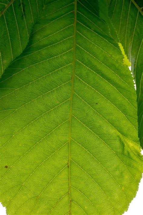 계절의 변화 광합성 구조 나뭇잎 녹색 녹색 음영 녹지 단일 잎 대칭 매크로 밝은 녹색 생태 생태학의 선명한 시맥 식물 식물 과학 식물 연구