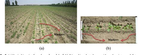 figure 1 from developing a selective thinning algorithm in sugar beet fields using machine