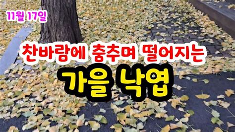 찬바람에 춤추며 떨어지는 가을 낙엽 Youtube