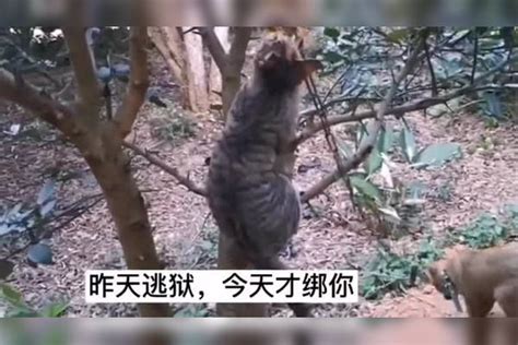中华田园犬：喵，帮我个忙呗！狸花猫：好的，我帮你解开！花猫田园中华