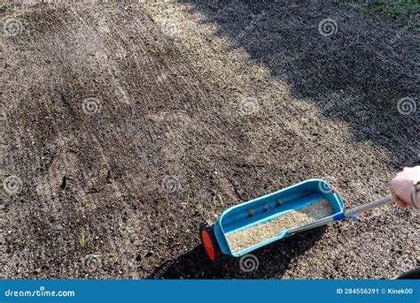 A Woman Sows Grass With A Wheel Seed Drill Visible Grains Of Grass And