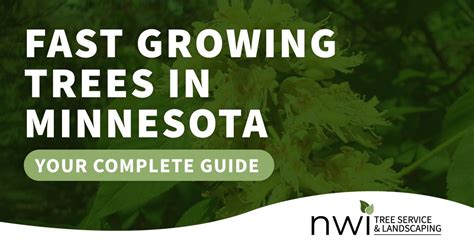 Trees To Plant In Mn At Daniel Gilmore Blog