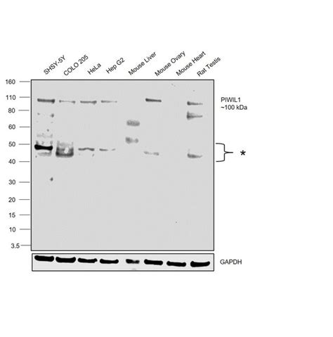 Piwil1 Recombinant Polyclonal Antibody 10hclc Invitrogen 100 μg