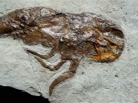 Rare Devonian Sea Scorpion Fossil Eurypterid From Germany Eur002