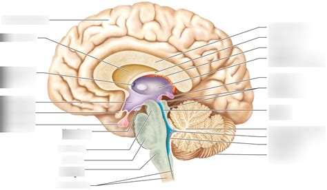 Brain Midsagittal Section Diagram Quizlet