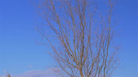 Bare Tree Waving In The Wind 28895066 Stock Video At Vecteezy