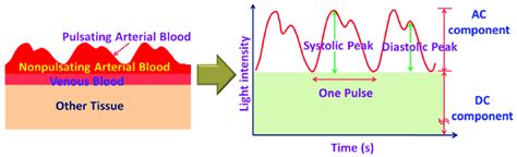 Photoplethysmograph Ppg Signal Obtained From The Pulsatile Flow Of Download Scientific