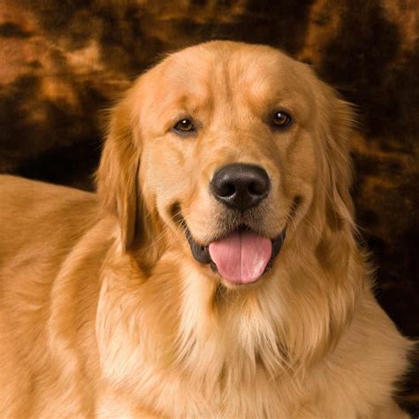 6 Amazing Dog Breeds For First Time Owners Miles With Pets