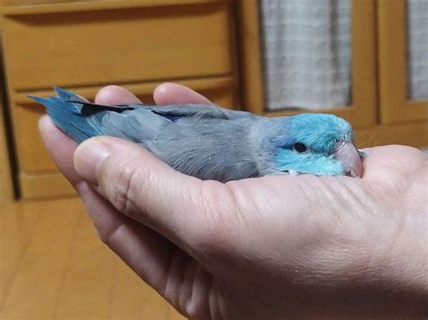 牛マンボウ博士＠仕事募集中固定ツイート参照 On Twitter Rt Soramama018 ぺたんこ空くん