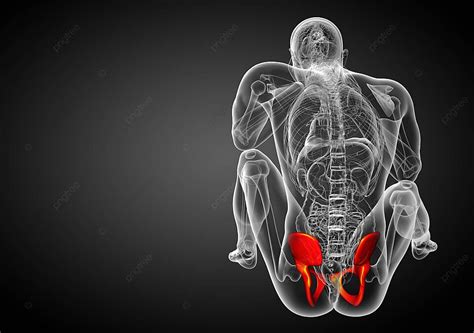 3d، طبي، تصوير، بسبب، ال التعريف، عظم الحوض، الكثافة الطبية، Human صورة