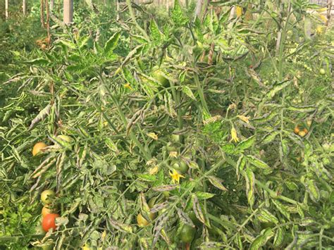 Tomato Leaves Showing Symptoms Of Tomato Leaf Curl New Delhi Virus Download Scientific Diagram