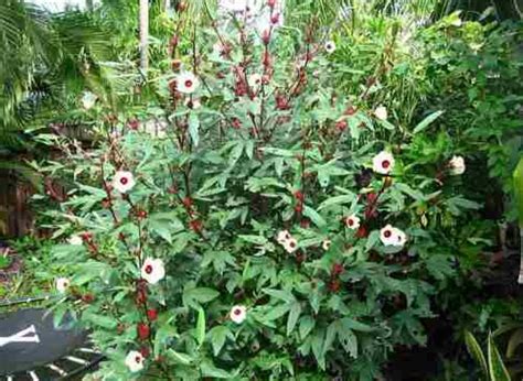 Hibiscus Sabdariffa Roselle Organic The Seed Vine