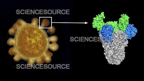 Photograph Coronavirus Spike Protein Science Source Images