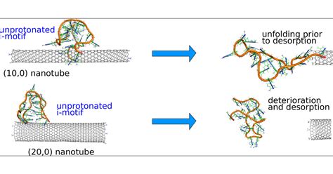 Interaction Of Human Telomeric I Motif Dna With Single Walled Carbon Nanotubes Insights From
