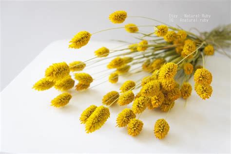 Phalaris Yellow Dyed Color Canary Grass Yellow Bunch 1É0g Etsy