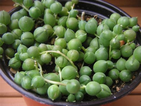 String Of Pearls Succulent 4 Inch Pot Trailing Plant