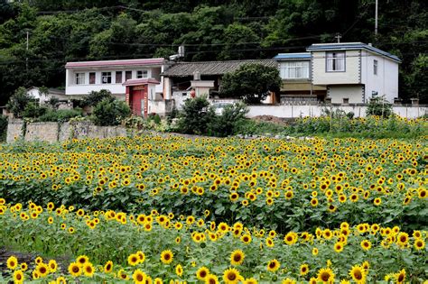 安宁青龙街道油葵进入盛花期云桥网