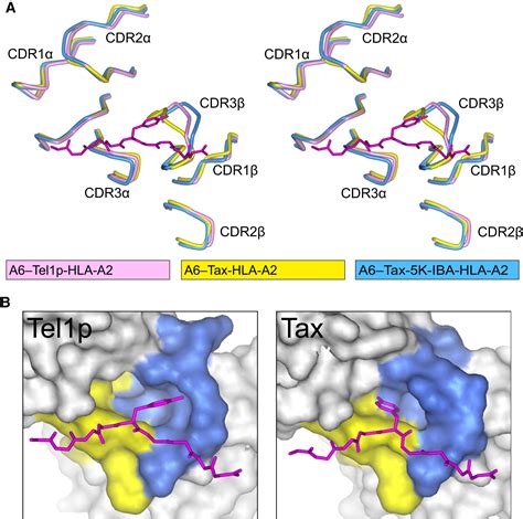 T Cell Receptor Cross Reactivity Directed By Antigen Dependent Tuning Of Peptide MHC Molecular