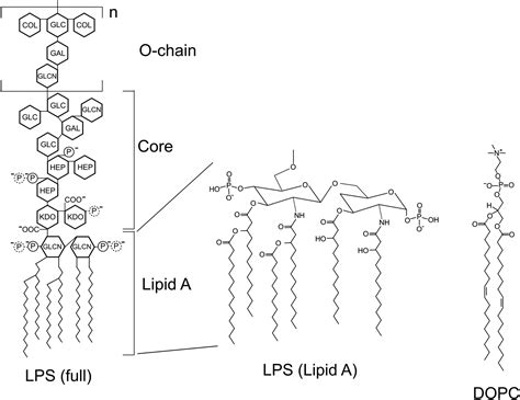 Lipopolysaccharide Induced Dynamic Lipid Membrane Reorganization