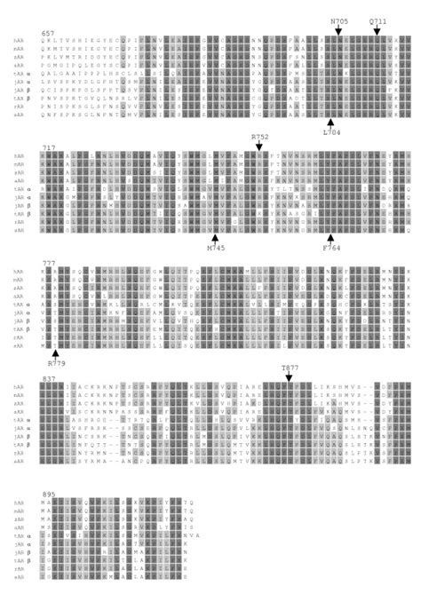sequence alignment of the ligand binding region of ar the alignment