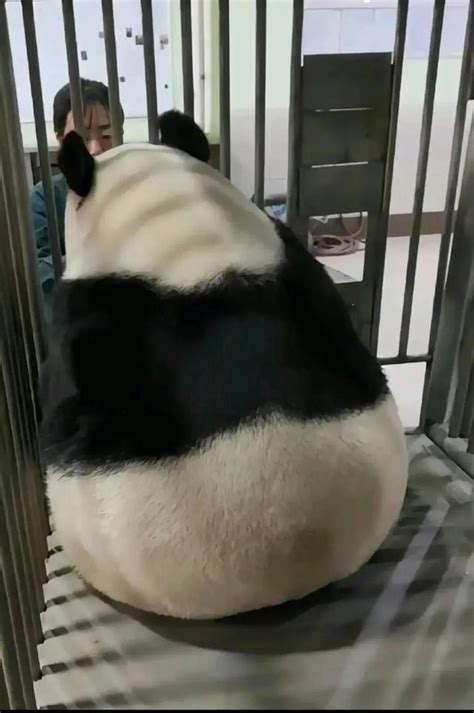 熊貓界頂流網紅大比拼，誰更勝一籌 每日頭條