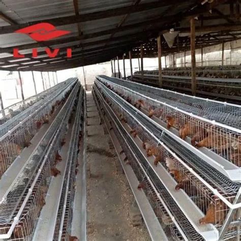 Layer Cages Manufacturers South Africa Chicken Cages For Sale In Kzn