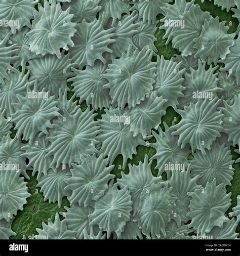 Leaf Hairs Coloured Scanning Electron Micrograph Sem Of The Scale Like Leaf Hairs Trichomes