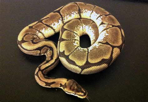 Pin By The Spork Queen On Ball Python Morphs Ball Python Morphs Ball