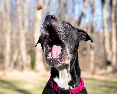 A Pit Bull Terrier Mixed Breed Dog Catching A Treat Stock Image Image