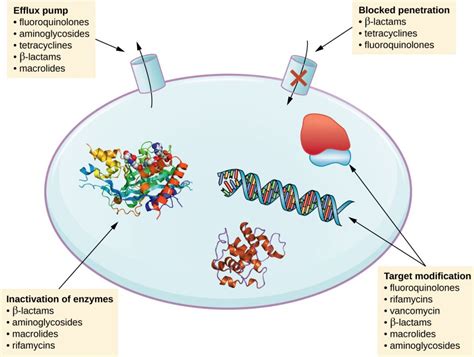 155 Drug Resistance Microbiology Canadian Edition
