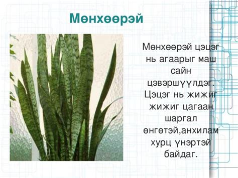 Ariunaa 1 2