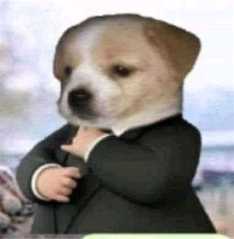 Perro Con Traje Meme Gato Imágenes Graciosas Imágenes Humorísticas