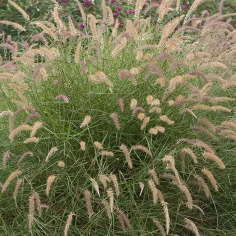 Pennisetum Orientale Karley Rose Oriental Fountain Grass