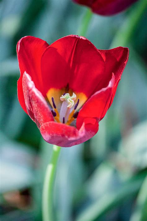 Tulipa Rot Bild Kaufen 14001544 Gartenbildagentur Friedrich Strauss