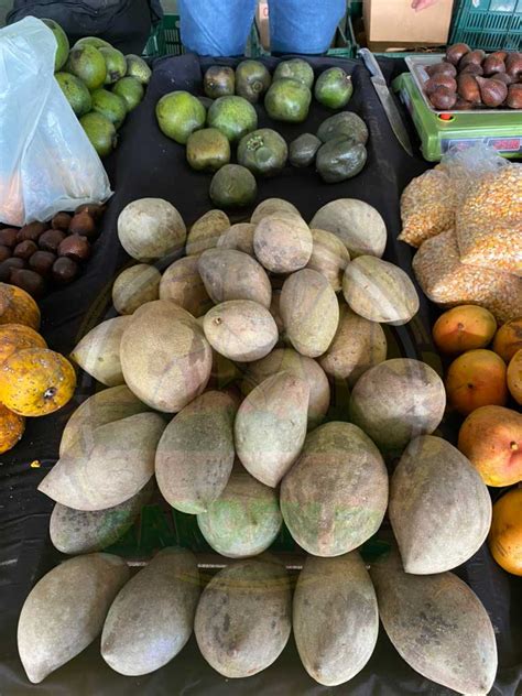 How To Grow Mamey Sapote Tree In Florida Garden Florida