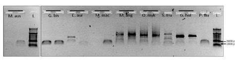 Gel Electropherogram Showing Non Specific Amplification Of Dna From Download Scientific Diagram
