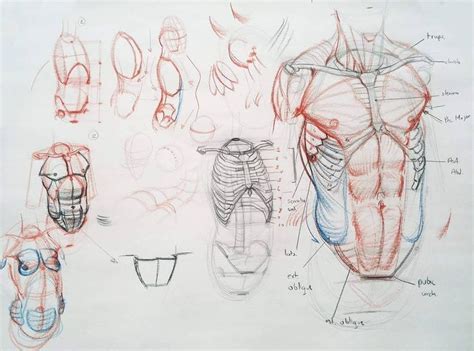 Ramon Alexander Hurtado On Instagram Torso Construction Demo Got