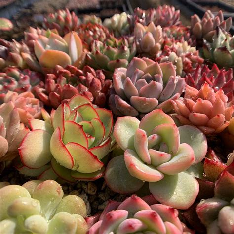 農園直売 多肉植物 宅急便送料無料 エケベリア 寄せ植えセット35個 超豪華 9月品種リニューアル 超おトク 観葉植物 インテリア 多肉専門