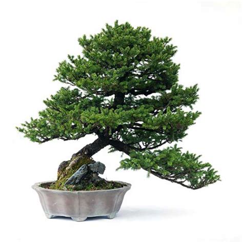 قیمت و خرید بذر بنسای کاج نراد لویانا وانیا سید مدل N21