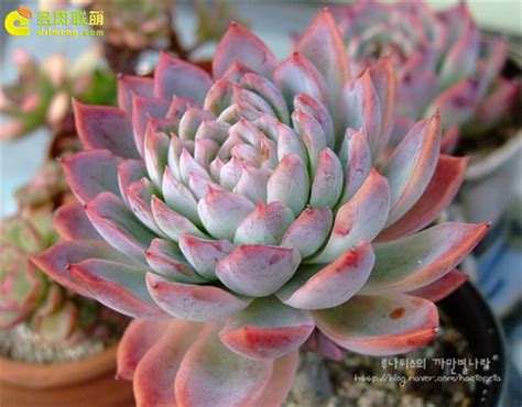 Echeveria Violet Queen