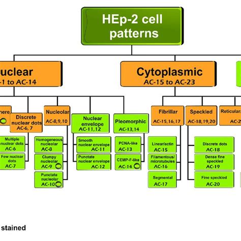 Pdf Report Of The First International Consensus On Standardized Nomenclature Of Antinuclear