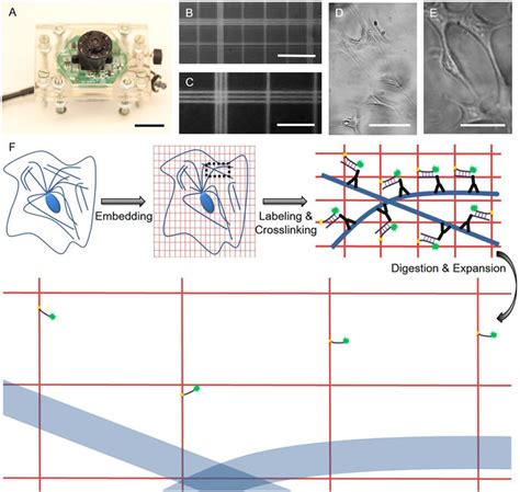 Concepts Of Mini Microscopy And Expansion Microscopy A Photograph Download Scientific