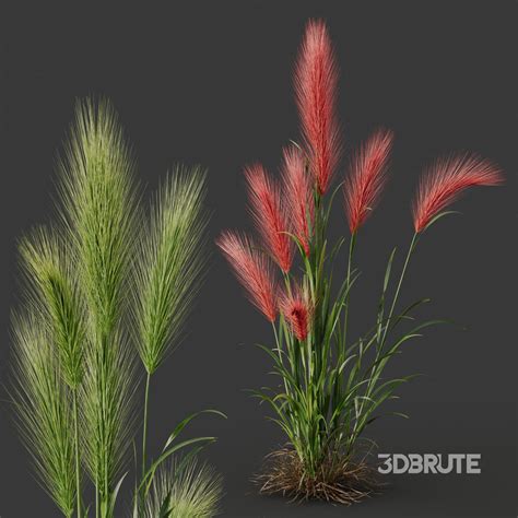 Av 11 Different Grasses 3d Model 3dbrute