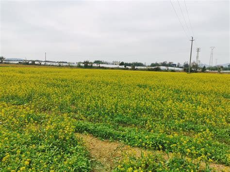 江门石板沙石板沙岛赏疍家风情打卡网红彩虹村